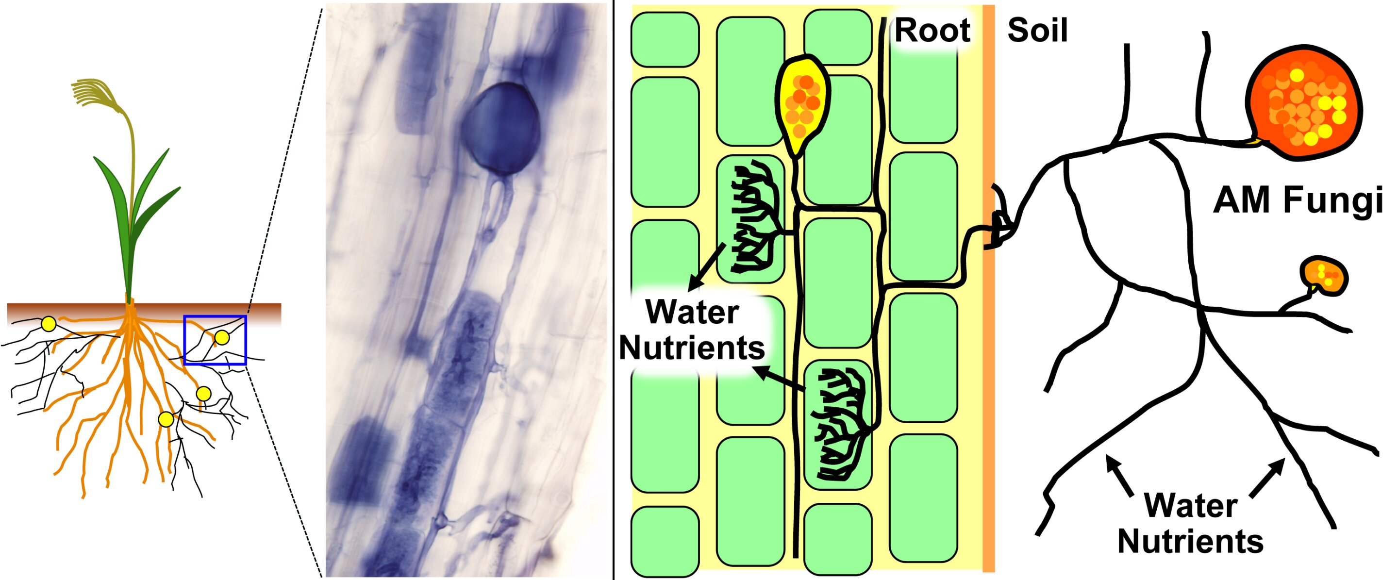 Krishi Sarathi | कृषि सारथी